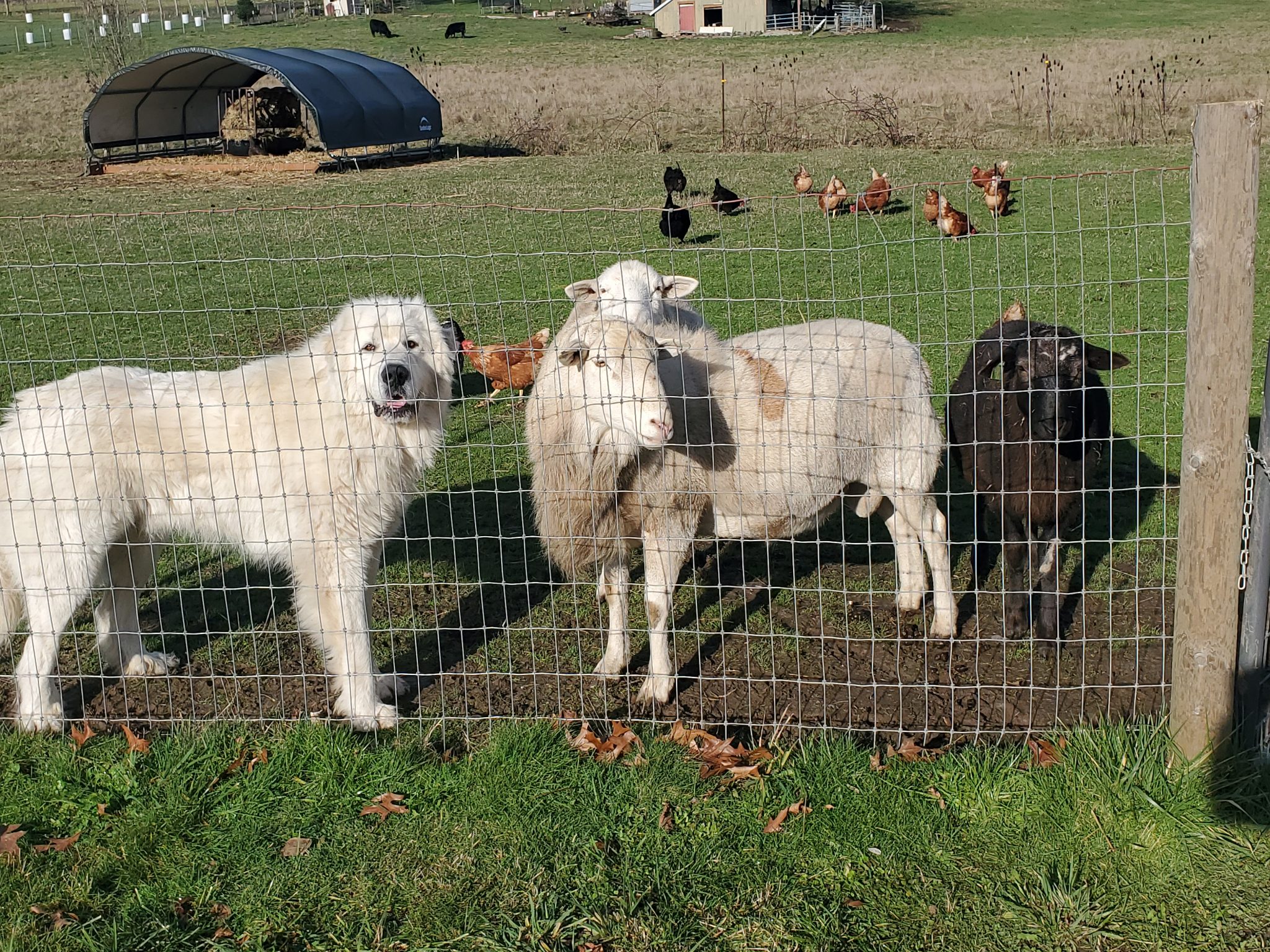 Newborn Great Pyrenees Puppies - Chamburn Farm