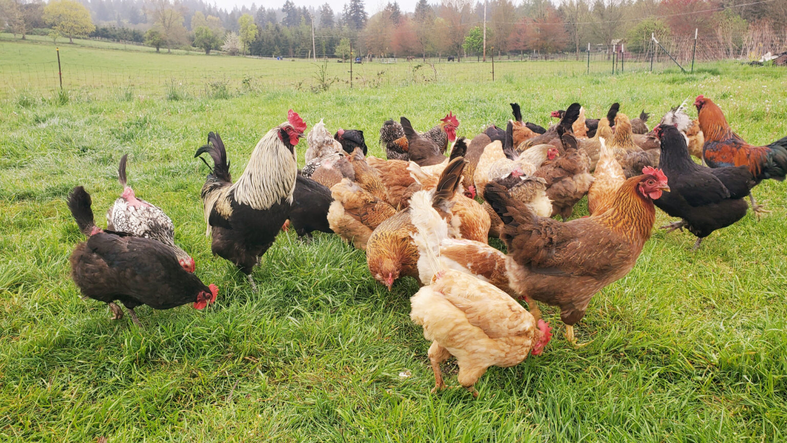 Meat and Eggs - Chamburn Farm